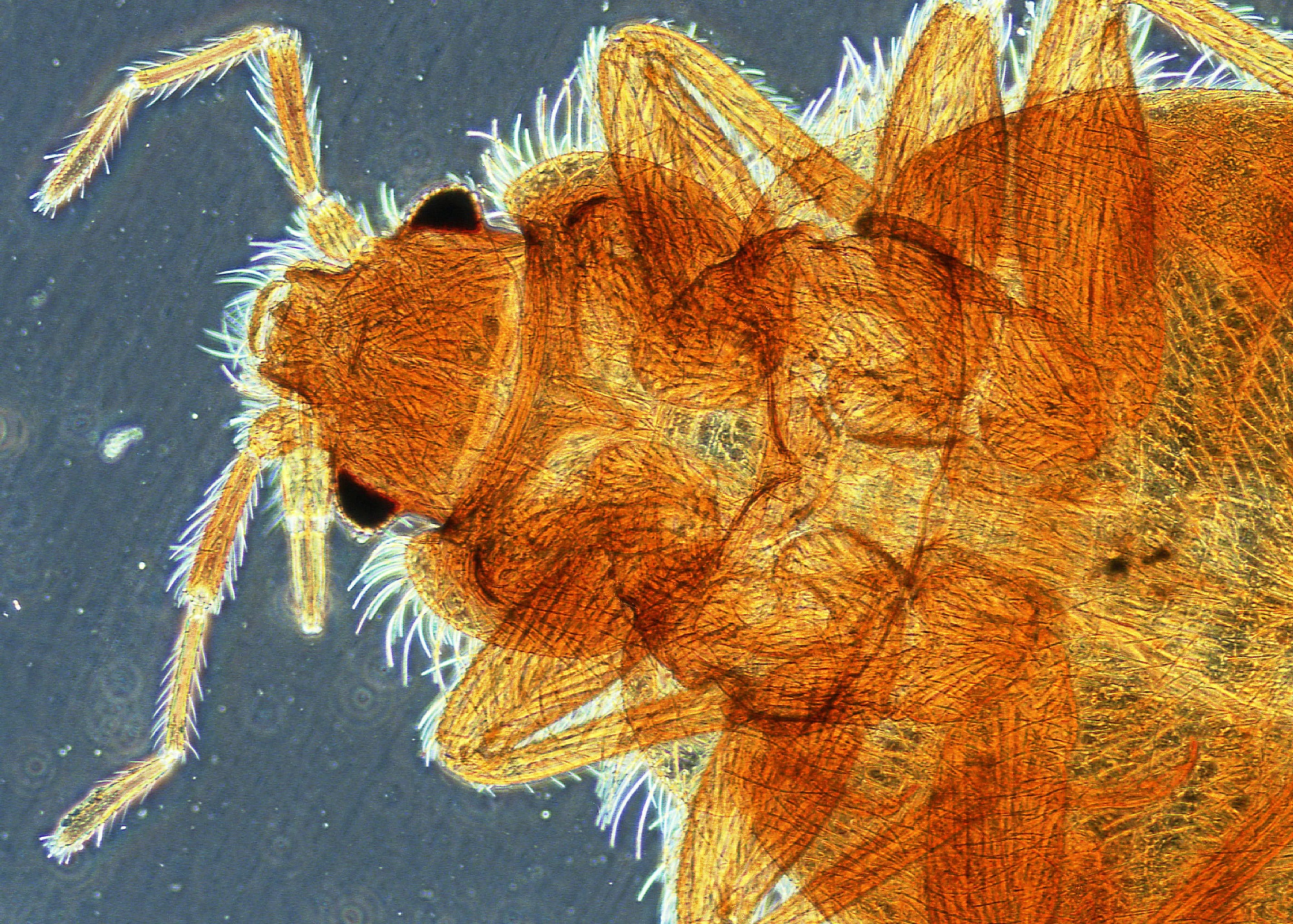 Kolejny kraj bije na alarm. Prawdziwa inwazja, media publikują mapy ...